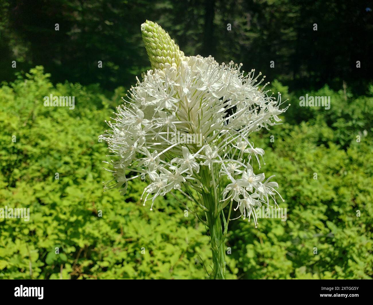 common beargrass (Xerophyllum tenax) Plantae Stock Photo - Alamy