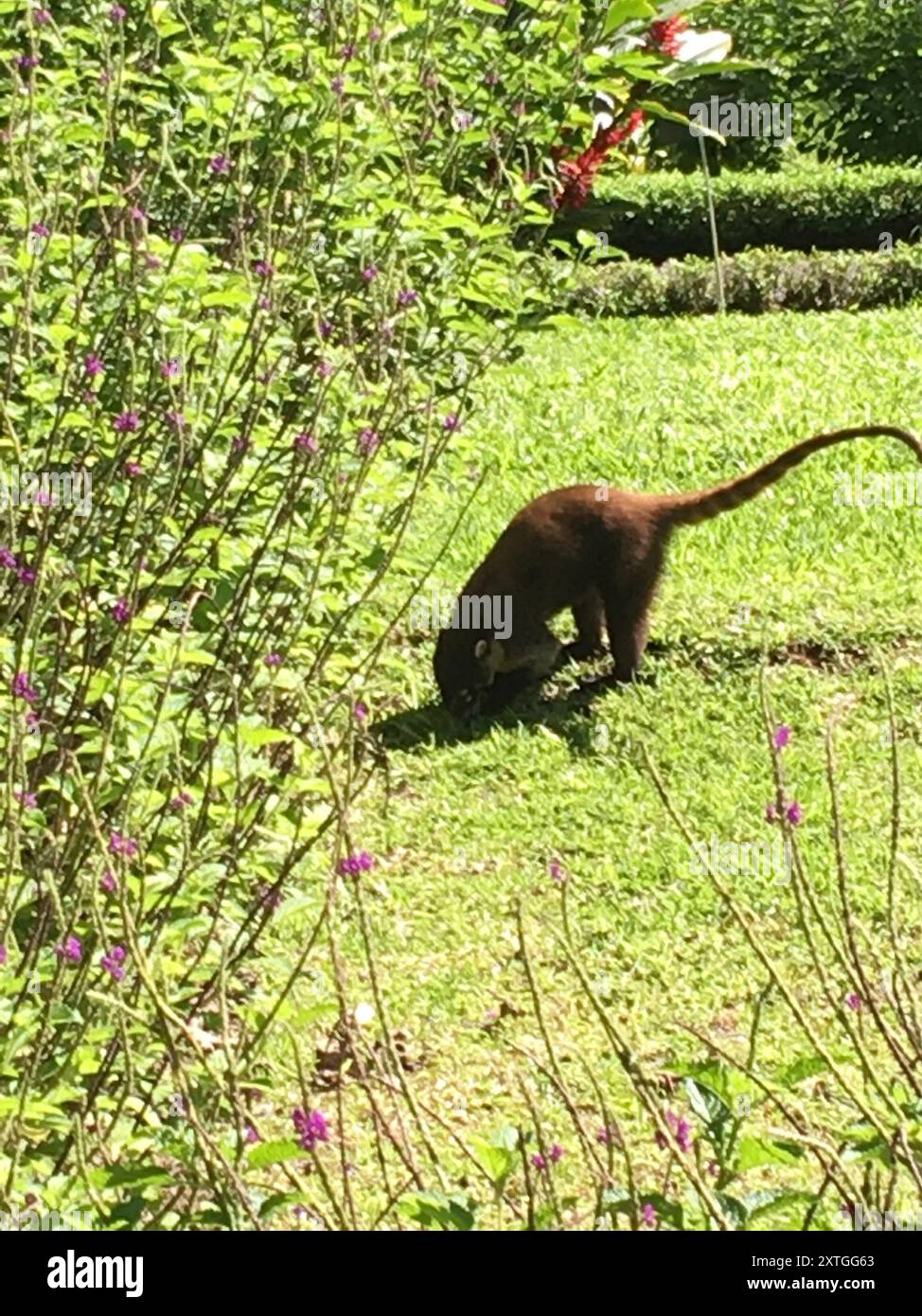 White-nosed Coati (Nasua narica) Mammalia Stock Photo - Alamy