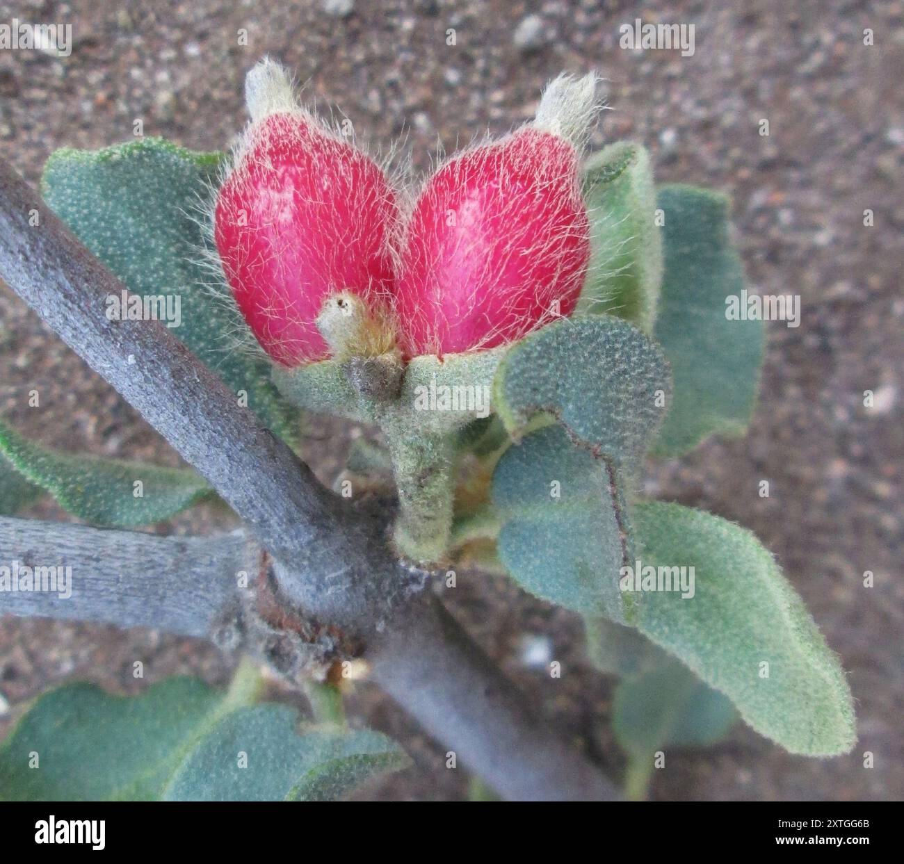 (Erianthemum ngamicum) Plantae Stock Photo - Alamy