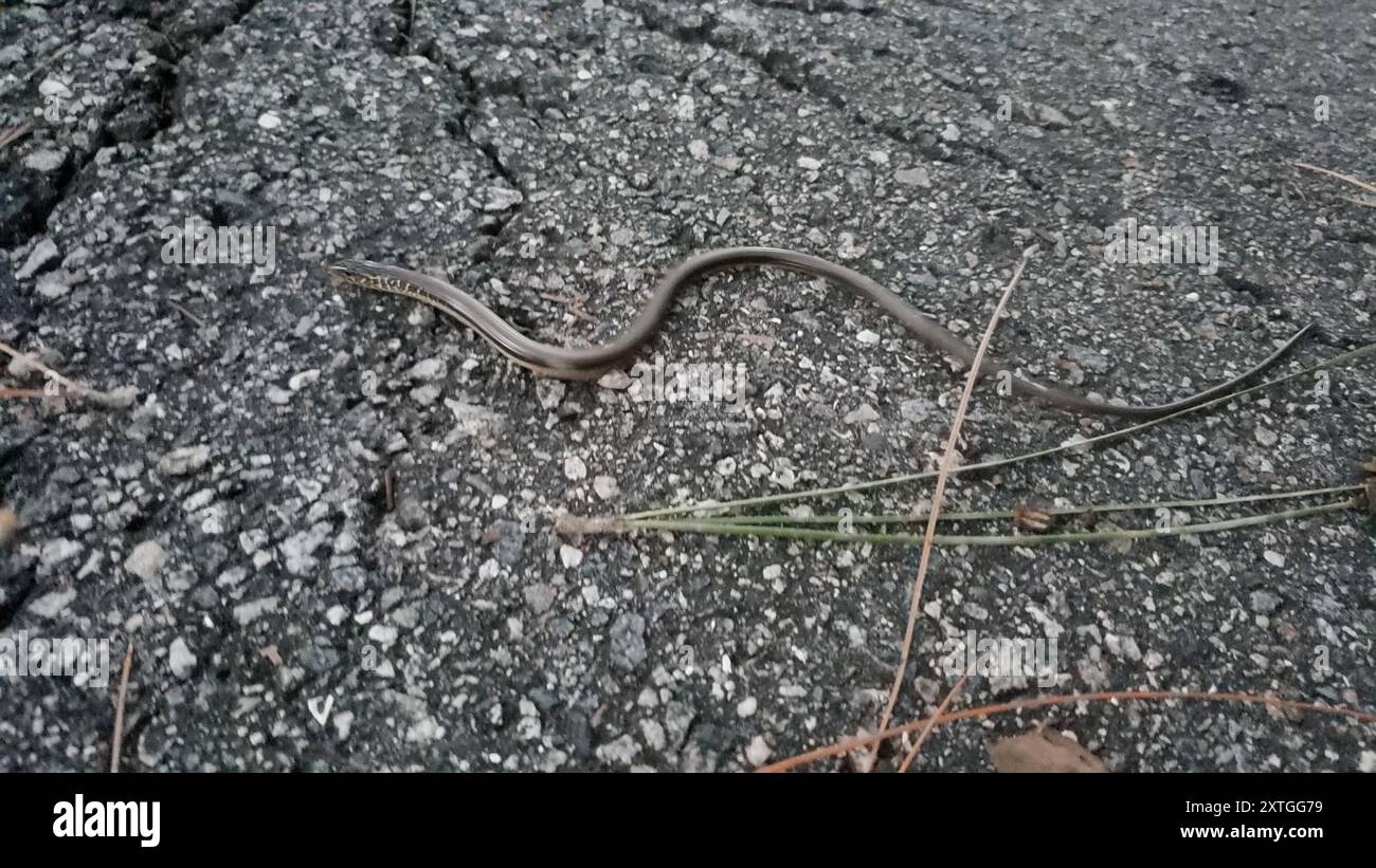 Eastern Glass Lizard (Ophisaurus ventralis) Reptilia Stock Photo - Alamy