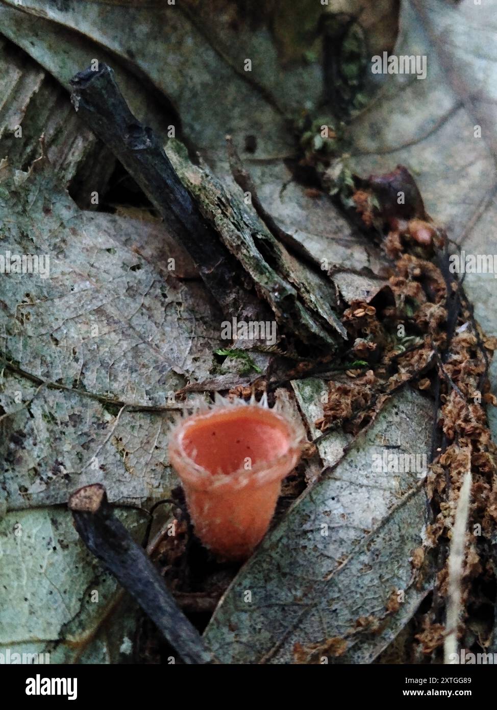 Pink Fringed Faery Cup (Microstoma floccosum) Fungi Stock Photo - Alamy