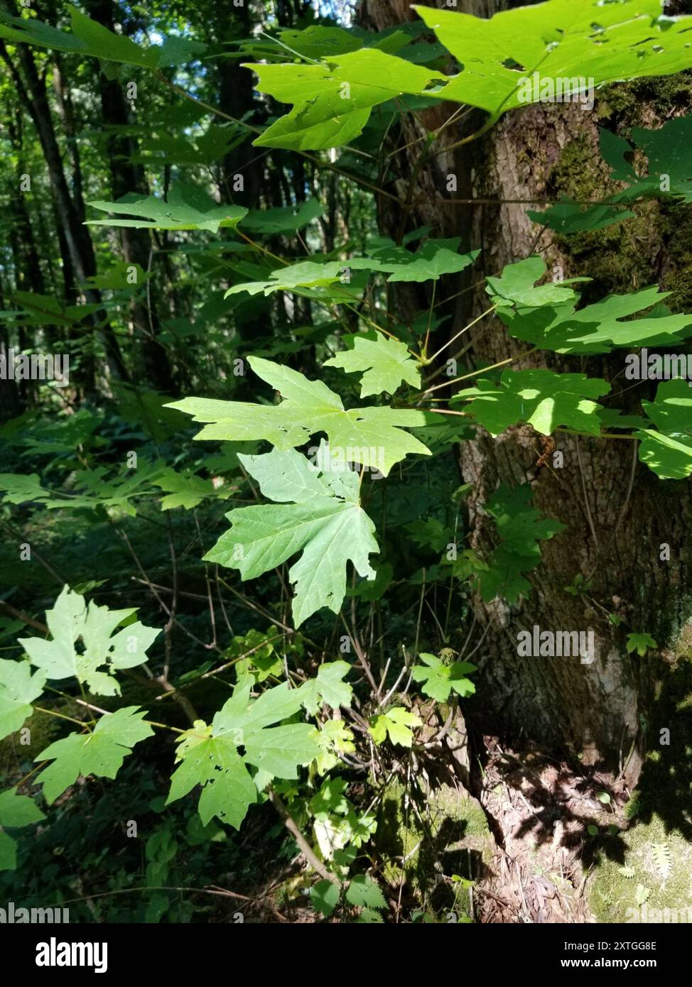 bigleaf maple (Acer macrophyllum) Plantae Stock Photo - Alamy