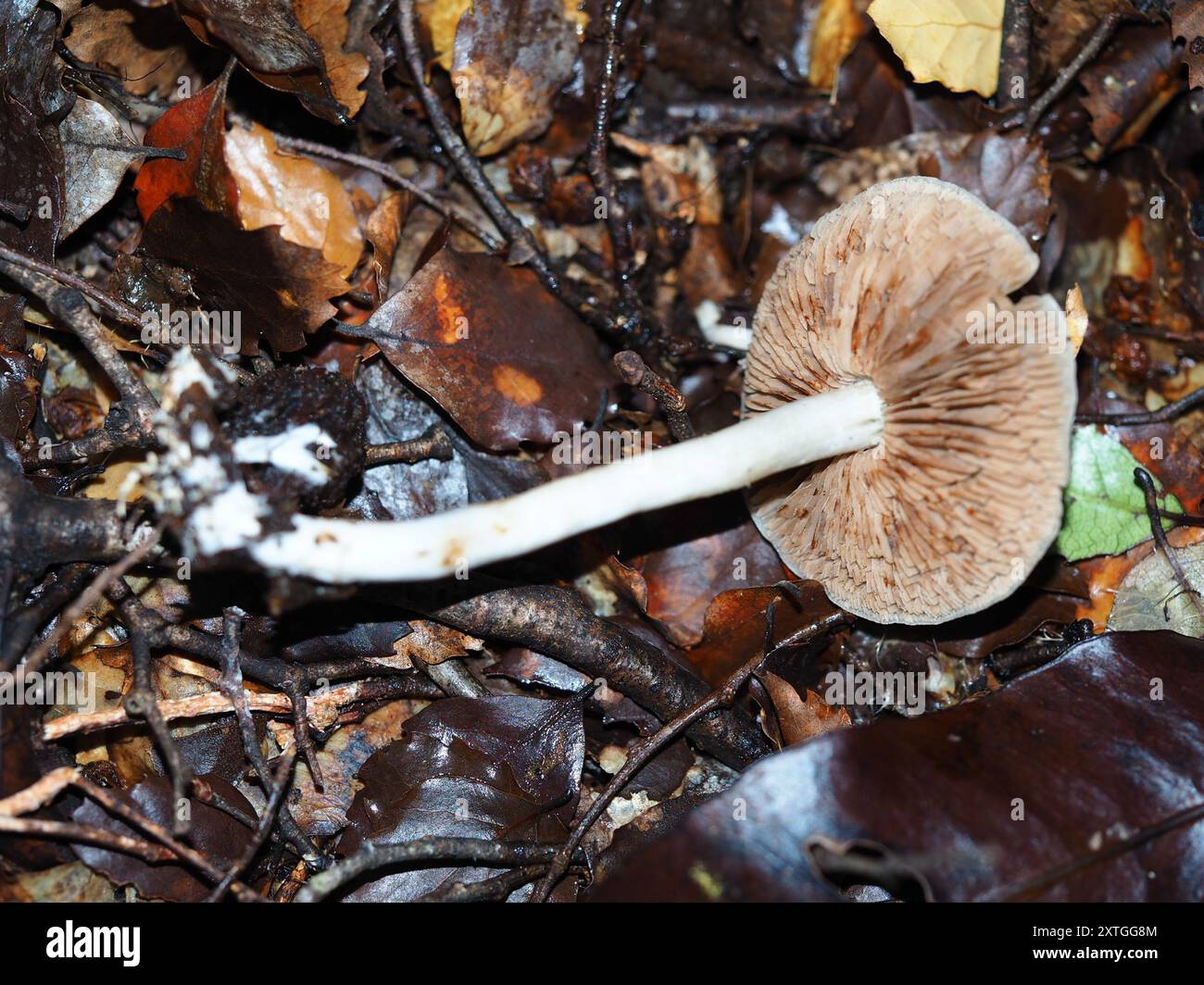 (Psathyloma leucocarpum) Fungi Stock Photo - Alamy