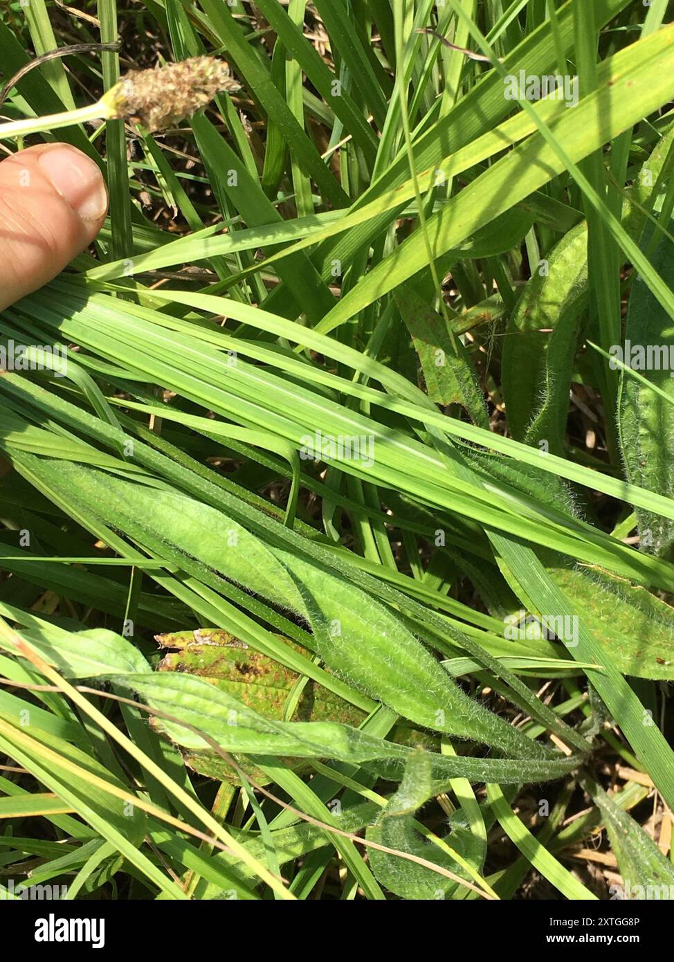 ribwort plantain (Plantago lanceolata) Plantae Stock Photo - Alamy