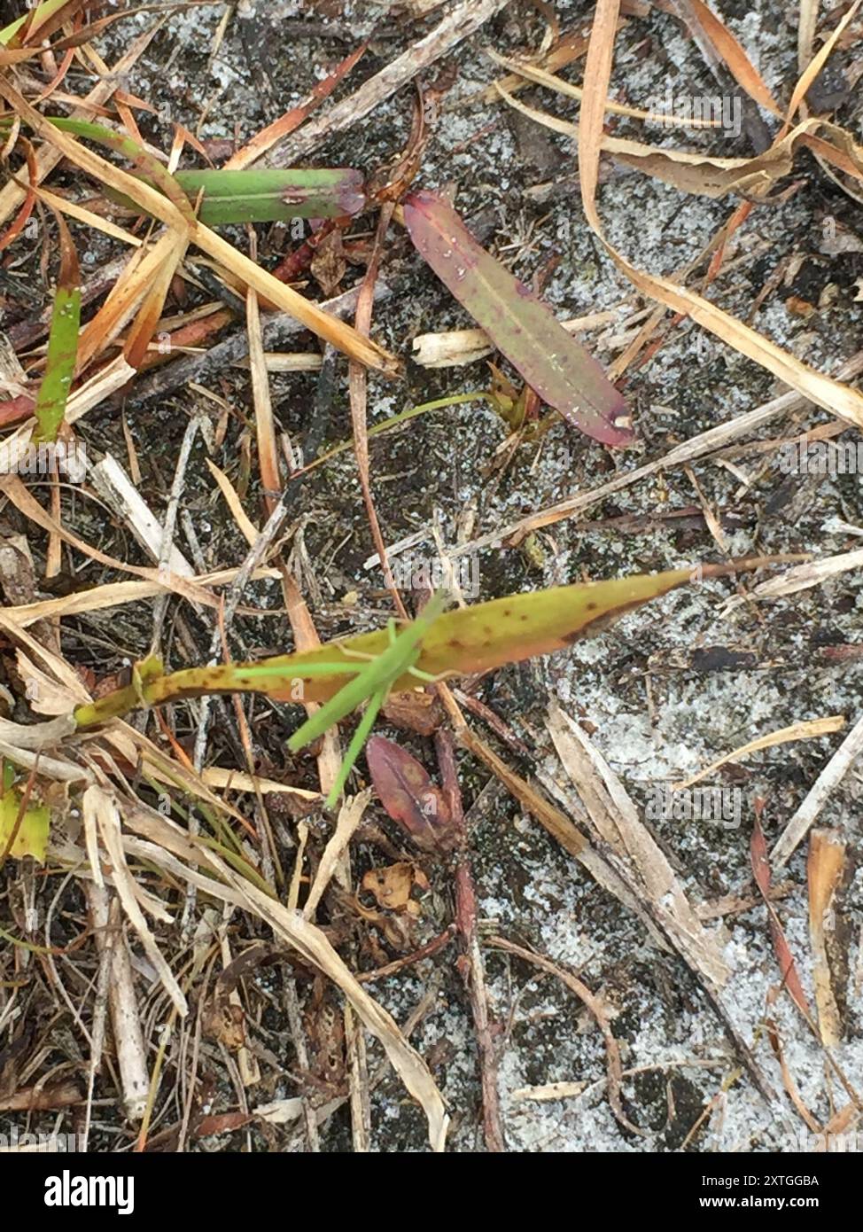 Long-headed Toothpick Grasshopper (Achurum carinatum) Insecta Stock ...