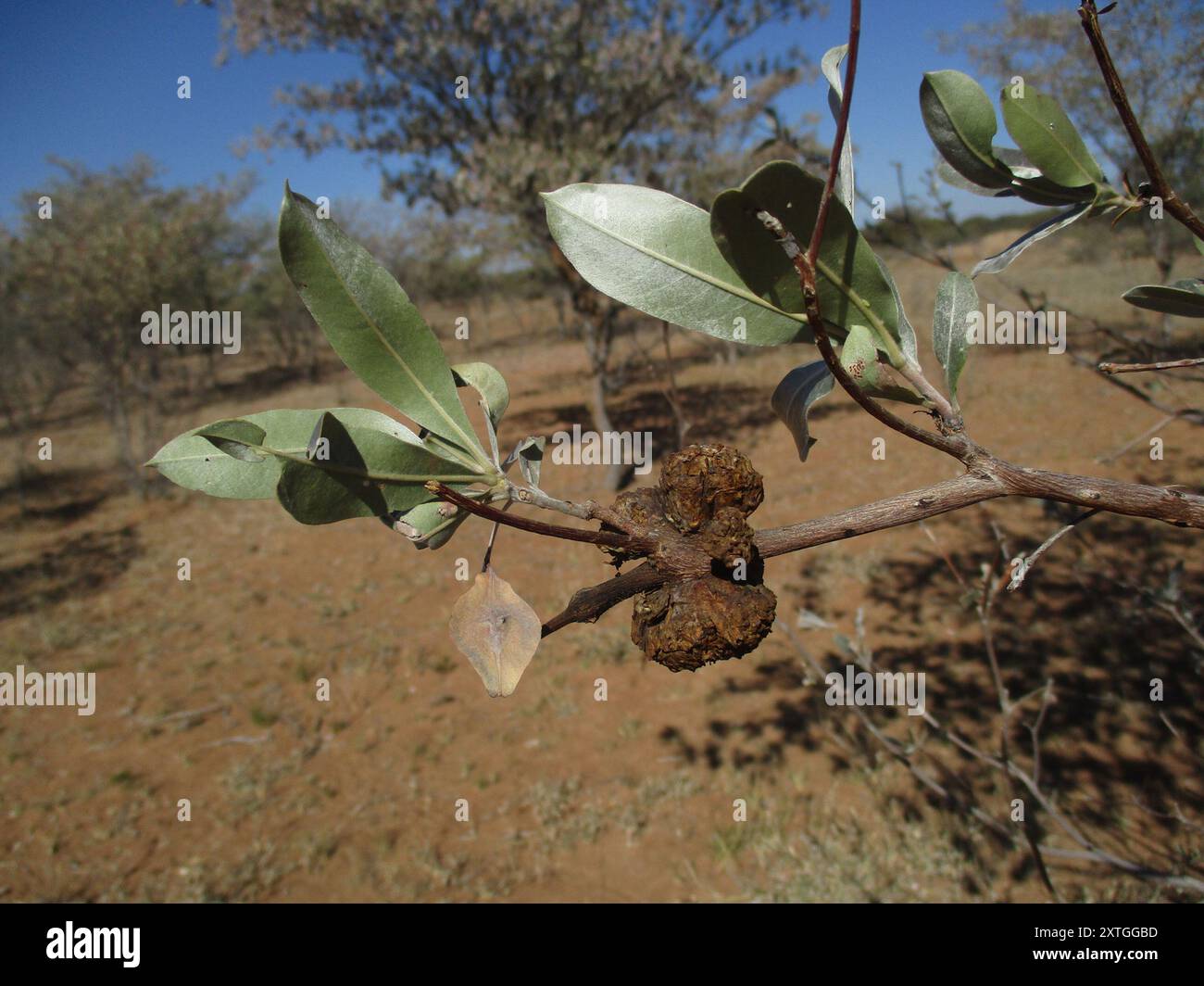 silver terminalia (Terminalia sericea) Plantae Stock Photo - Alamy