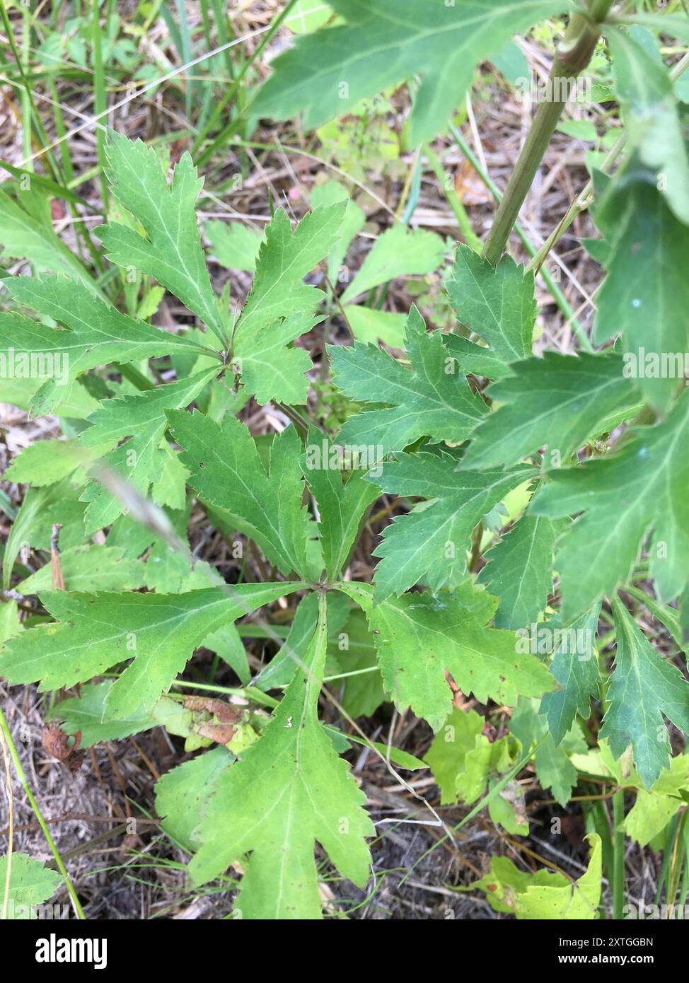 Black Snakeroot (Sanicula canadensis) Plantae Stock Photo - Alamy