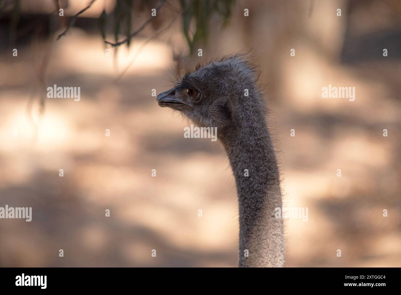 The ostrich is the largest and heaviest living bird in the world they ...