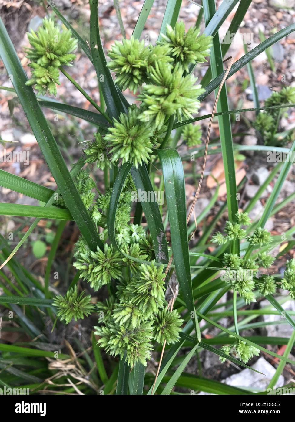 Umbrella Papyrus (Cyperus alternifolius) Plantae Stock Photo - Alamy