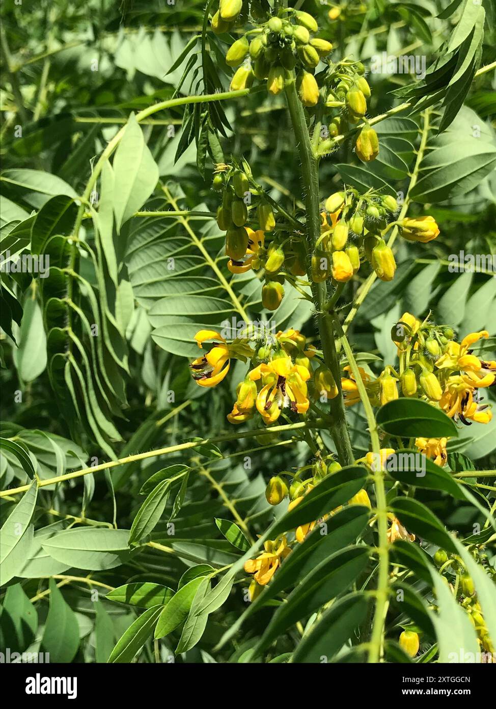 American senna (Senna hebecarpa) Plantae Stock Photo - Alamy