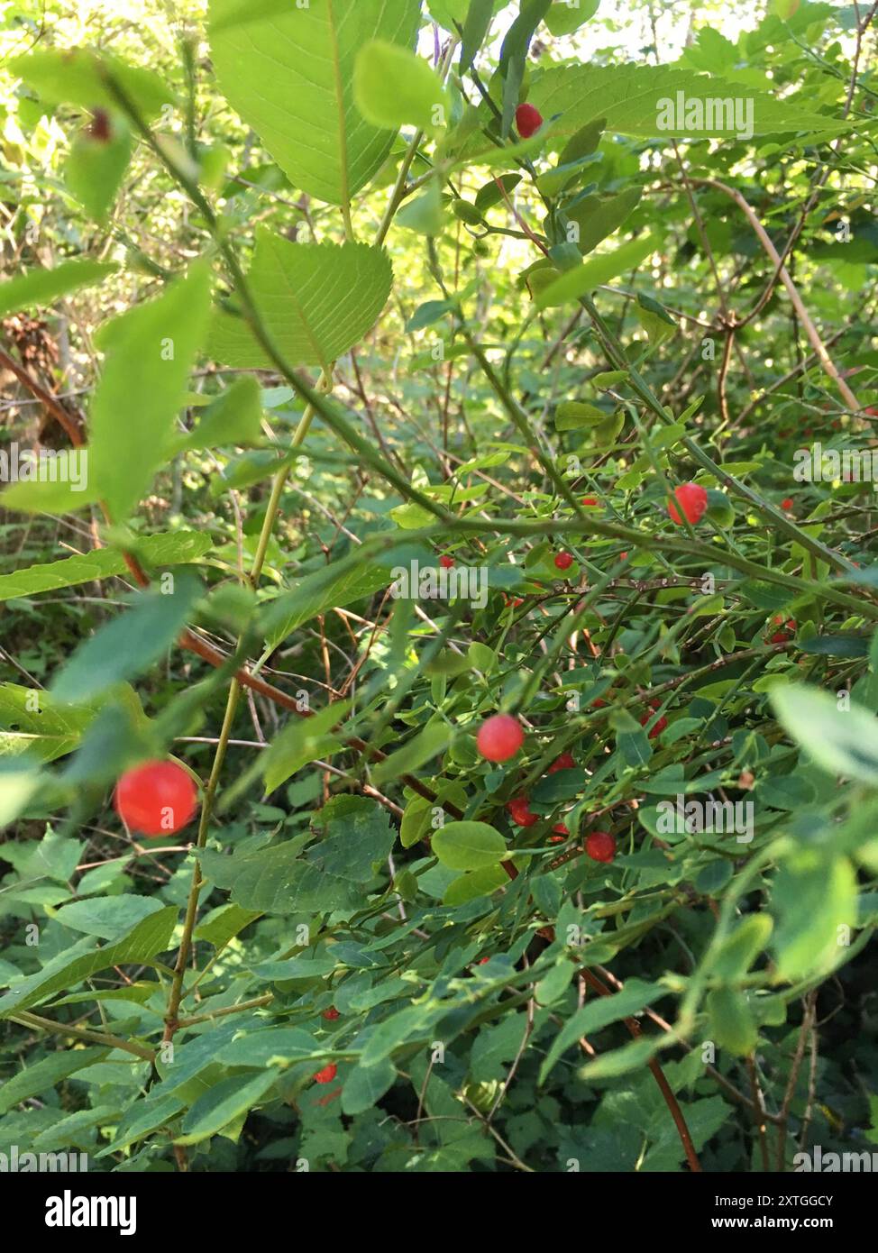 Red Huckleberry (Vaccinium parvifolium) Plantae Stock Photo - Alamy