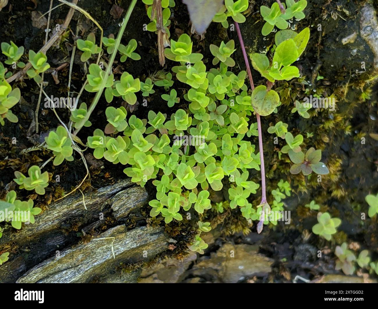 vascular plants (Tracheophyta) Plantae Stock Photo - Alamy