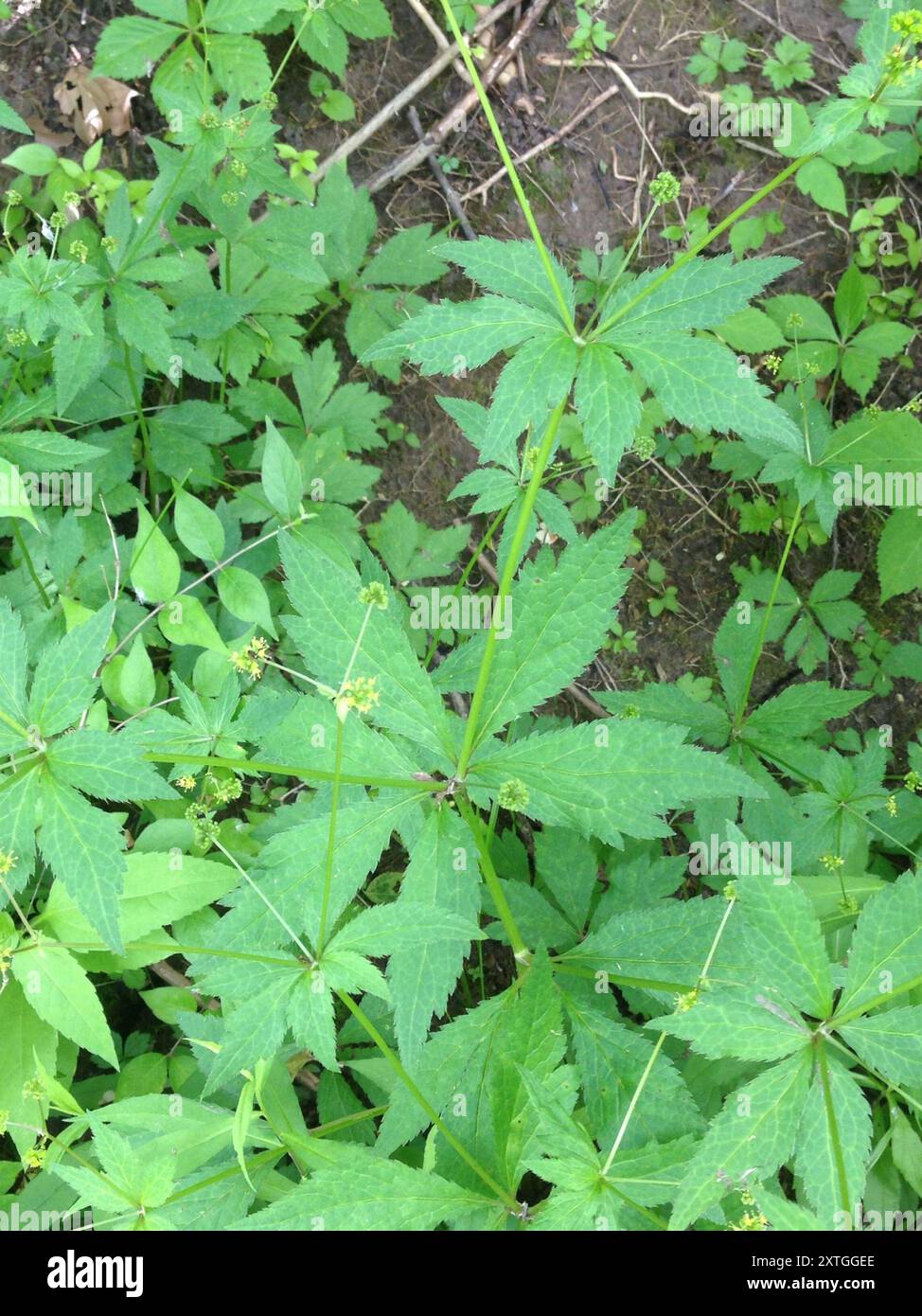 Clustered Sanicle (Sanicula odorata) Plantae Stock Photo - Alamy