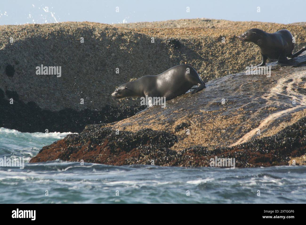 Cape Fur Seal (Arctocephalus pusillus pusillus) Mammalia Stock Photo ...