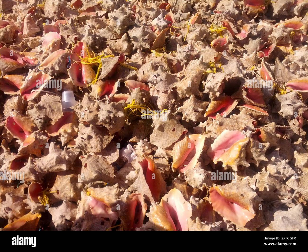 Queen Conch (Aliger gigas) Mollusca Stock Photo - Alamy