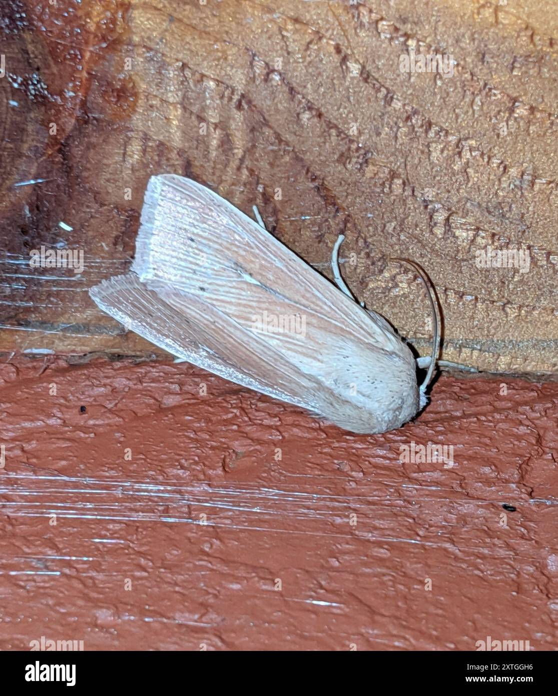 Meadow Wainscot Moth (Leucania farcta) Insecta Stock Photo - Alamy