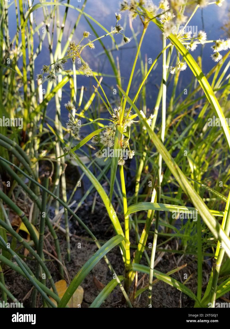 Panicled Bulrush (Scirpus microcarpus) Plantae Stock Photo - Alamy