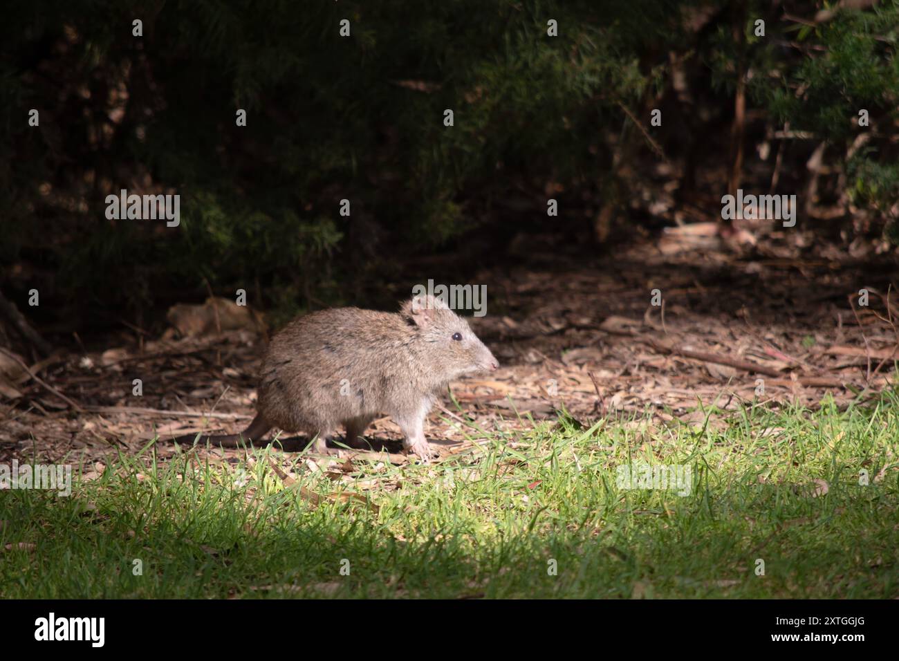 The Long-nosed Potoroo have a brown to grey upper body and paler ...