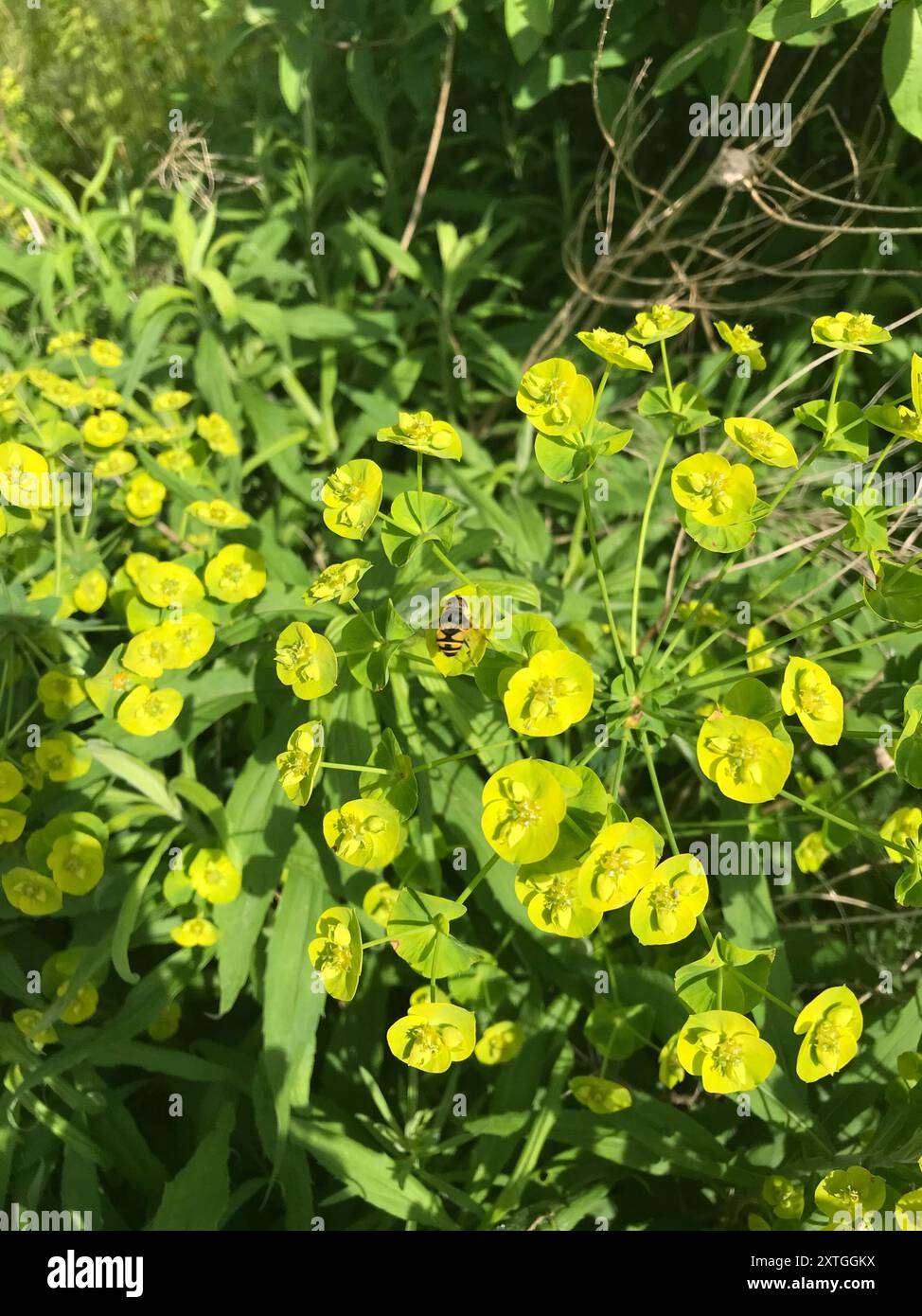 Transverse banded flower fly hi-res stock photography and images - Alamy