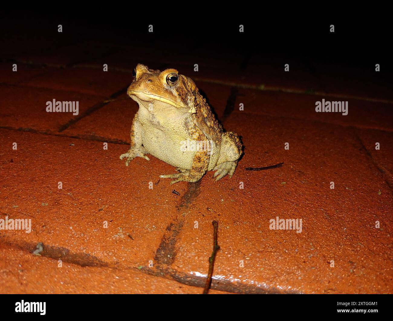 Eastern American Toad (Anaxyrus americanus americanus) Amphibia Stock ...