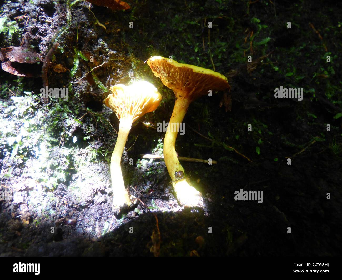 (Phylloporus fibulatus) Fungi Stock Photo - Alamy