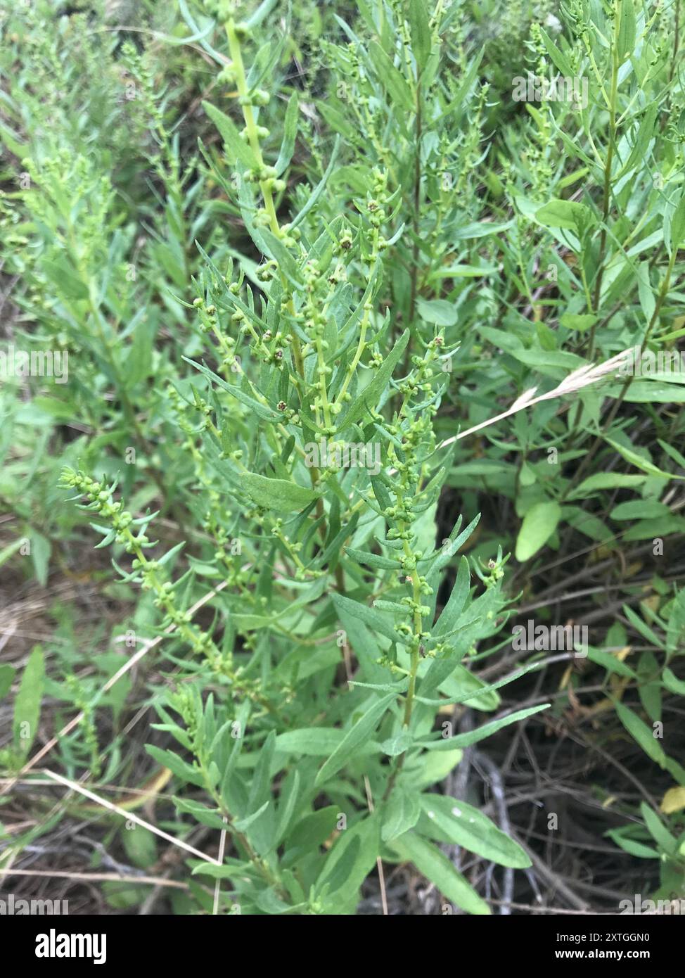 San Diego marsh-elder (Iva hayesiana) Plantae Stock Photo - Alamy