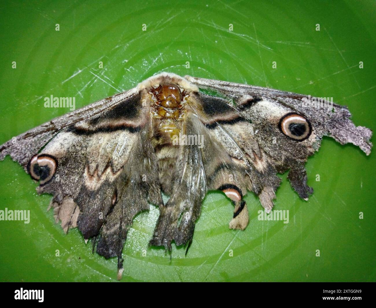 Giant Peacock Moth (Saturnia pyri) Insecta Stock Photo - Alamy