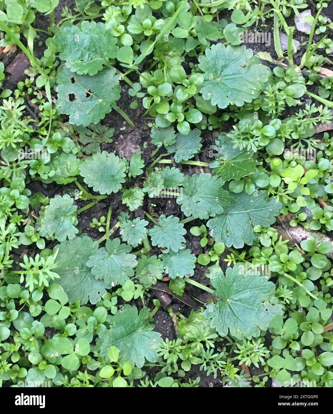 Modiola caroliniana hi-res stock photography and images - Alamy