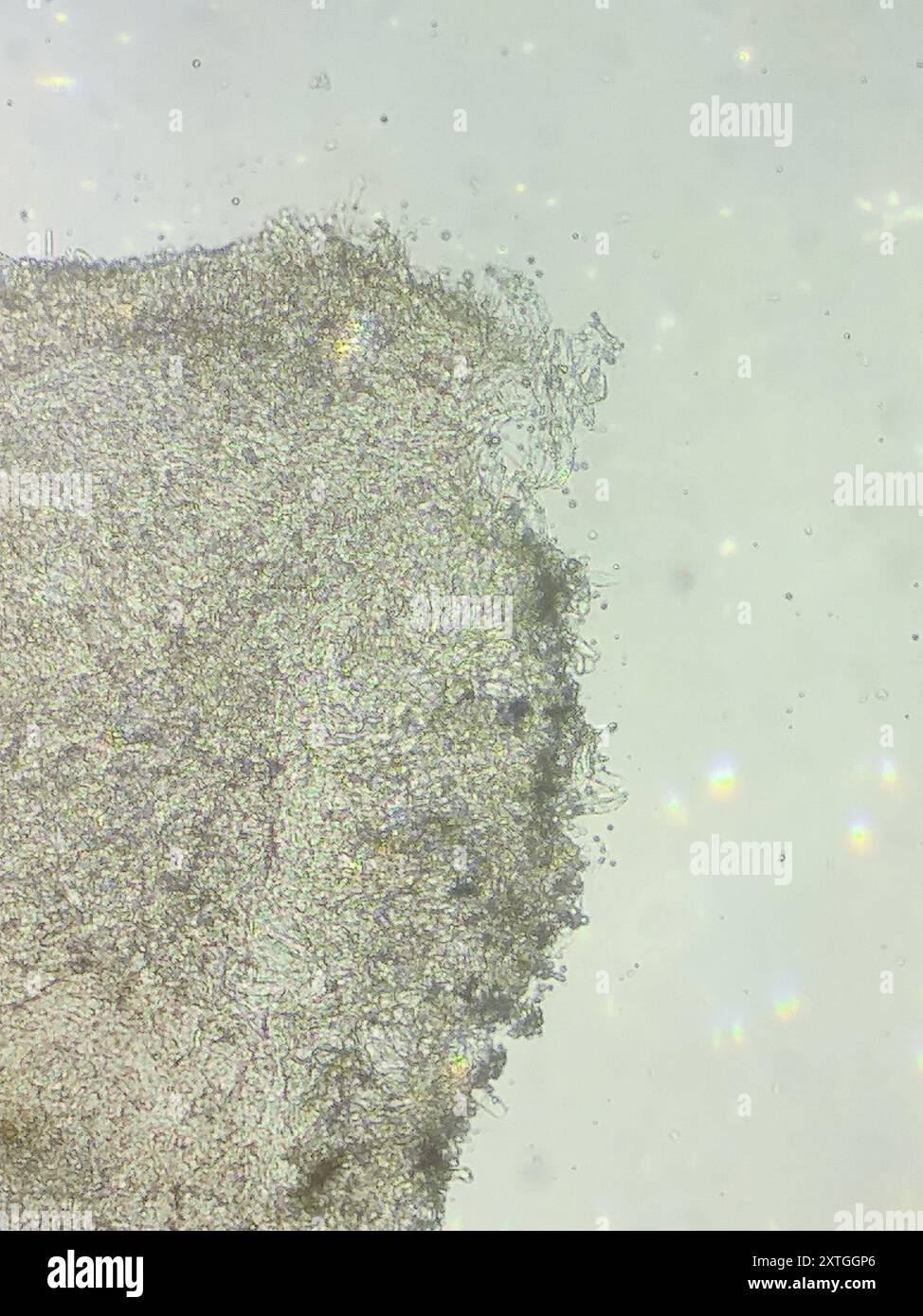 (Resinomycena rhododendri) Fungi Stock Photo - Alamy