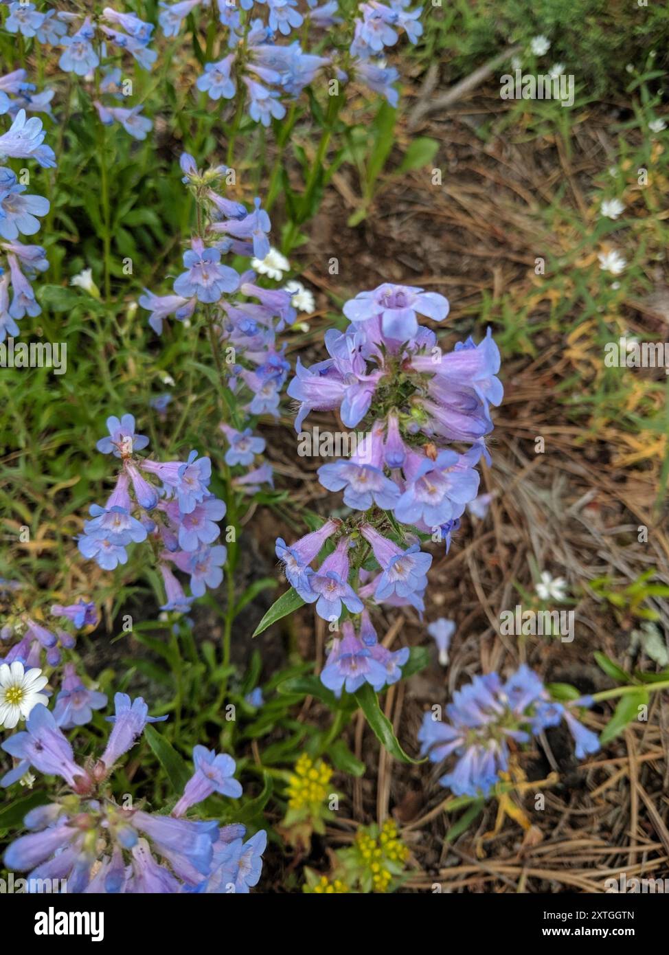 Front Range Beardtongue (Penstemon virens) Plantae Stock Photo - Alamy