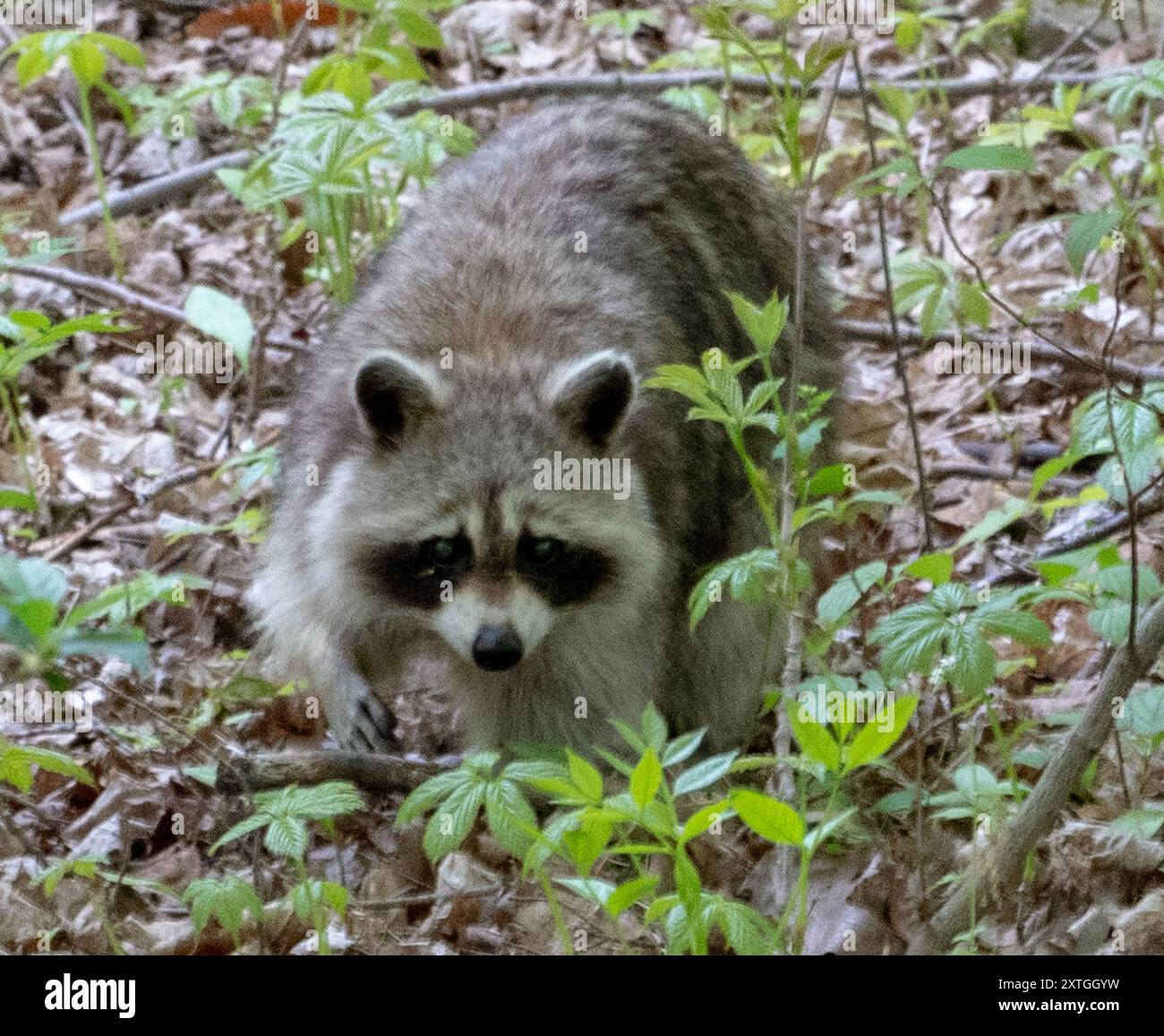 Common Raccoon (Procyon lotor) Mammalia Stock Photo - Alamy