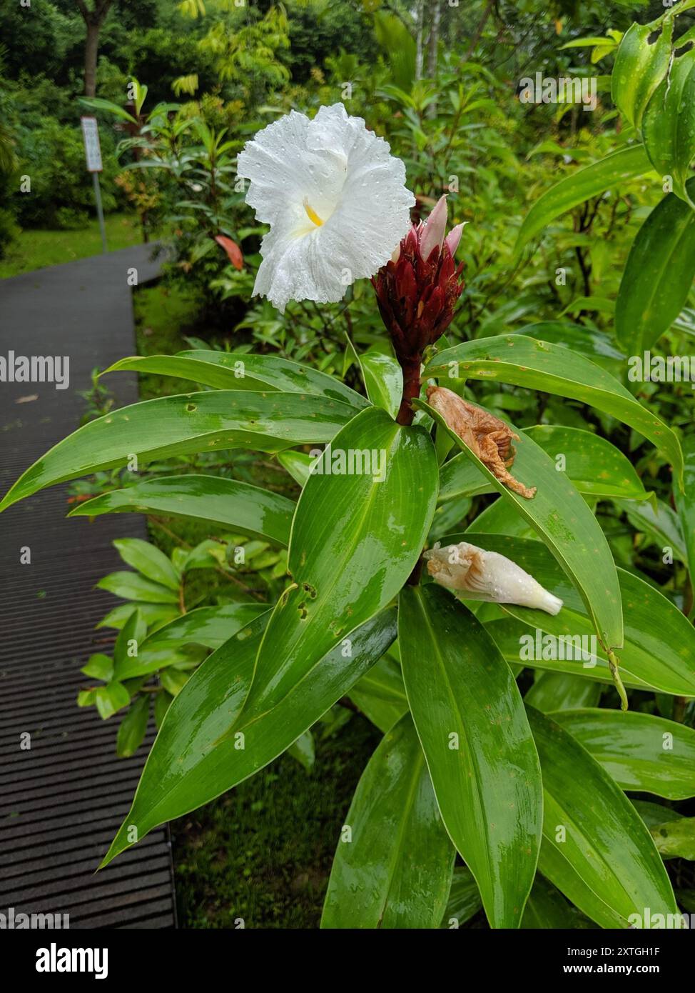 Crêpe ginger (Hellenia speciosa) Plantae Stock Photo - Alamy