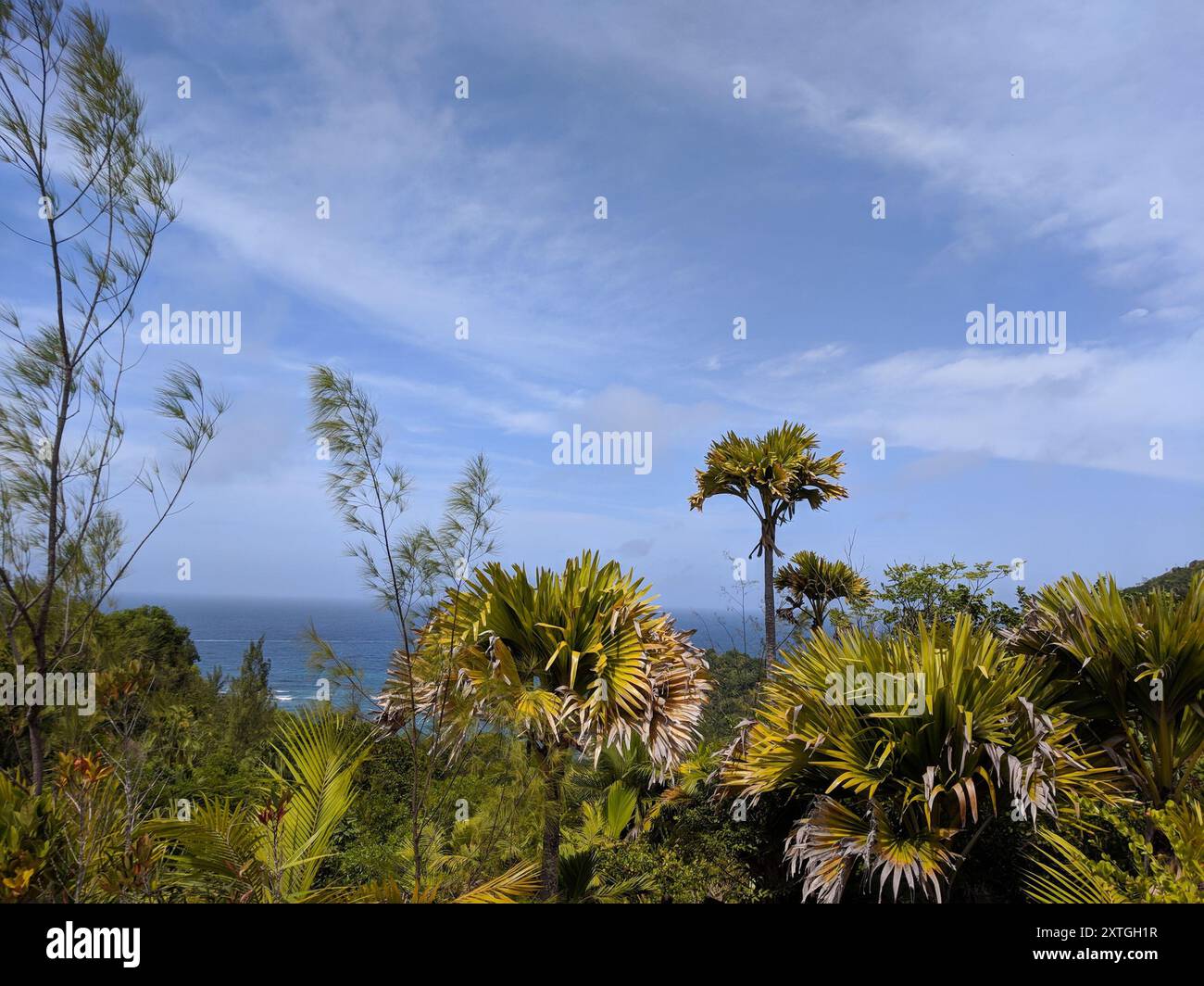 Sea Coconut (Lodoicea maldivica) Plantae Stock Photo - Alamy