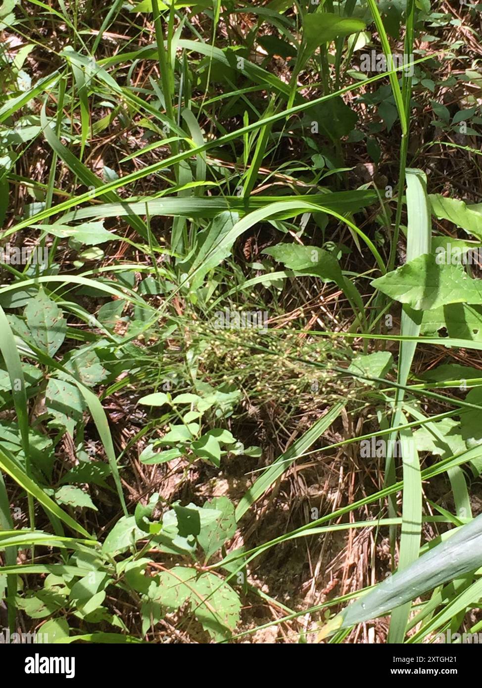 roundseed panicgrass (Dichanthelium polyanthes) Plantae Stock Photo - Alamy