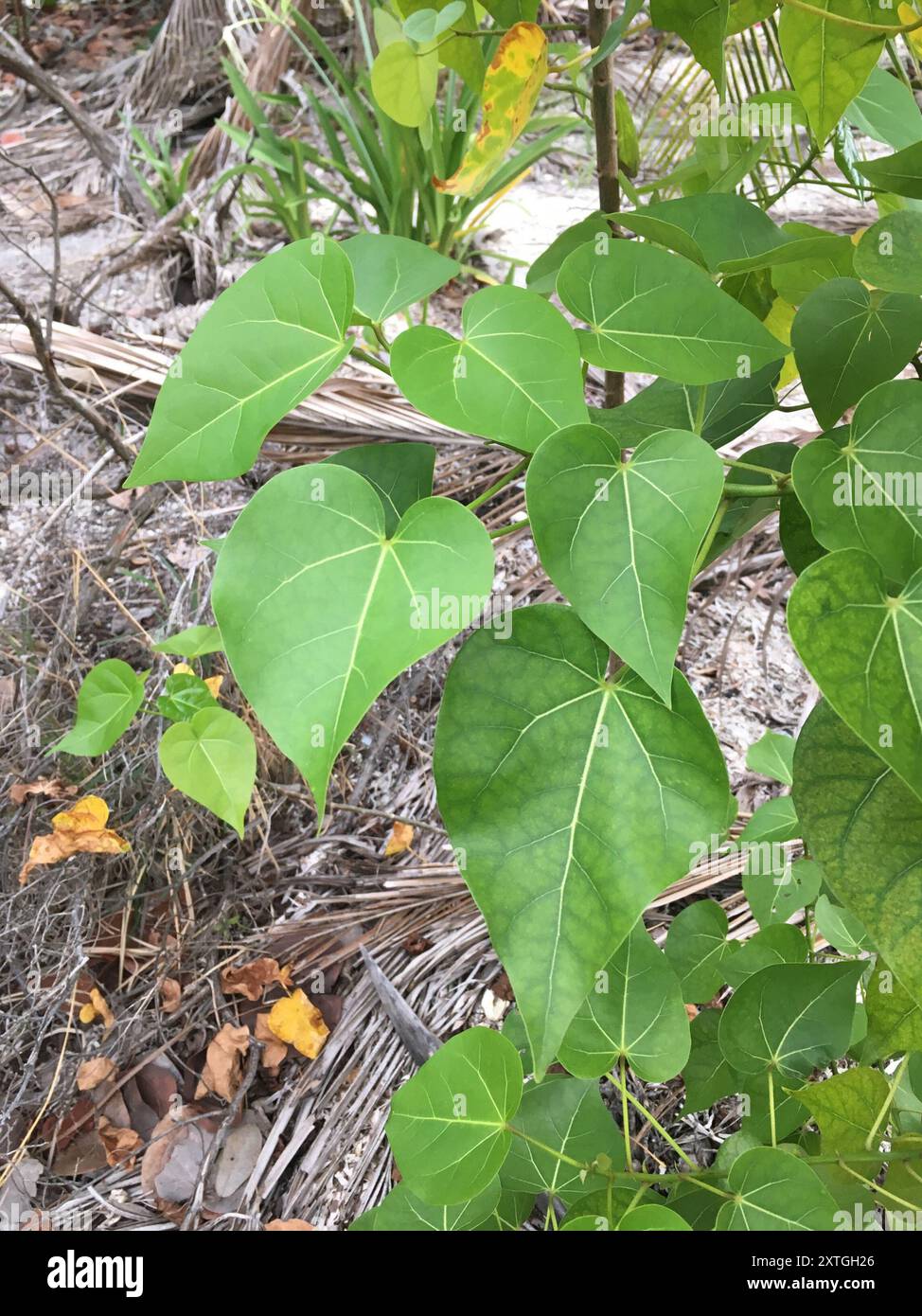 Portia tree (Thespesia populnea) Plantae Stock Photo - Alamy