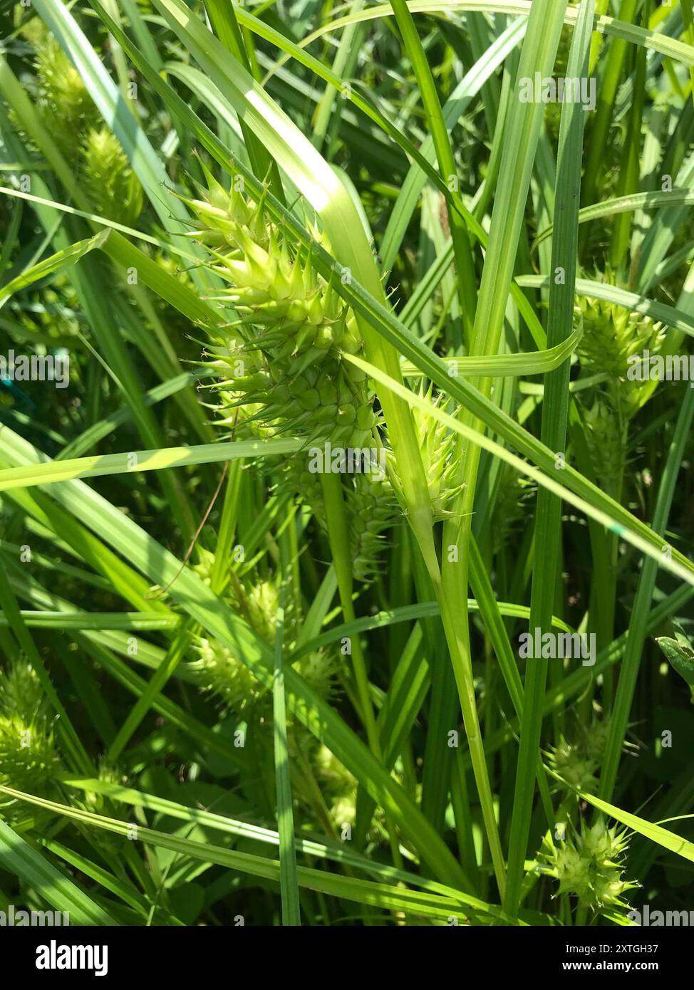 hop sedge (Carex lupulina) Plantae Stock Photo - Alamy