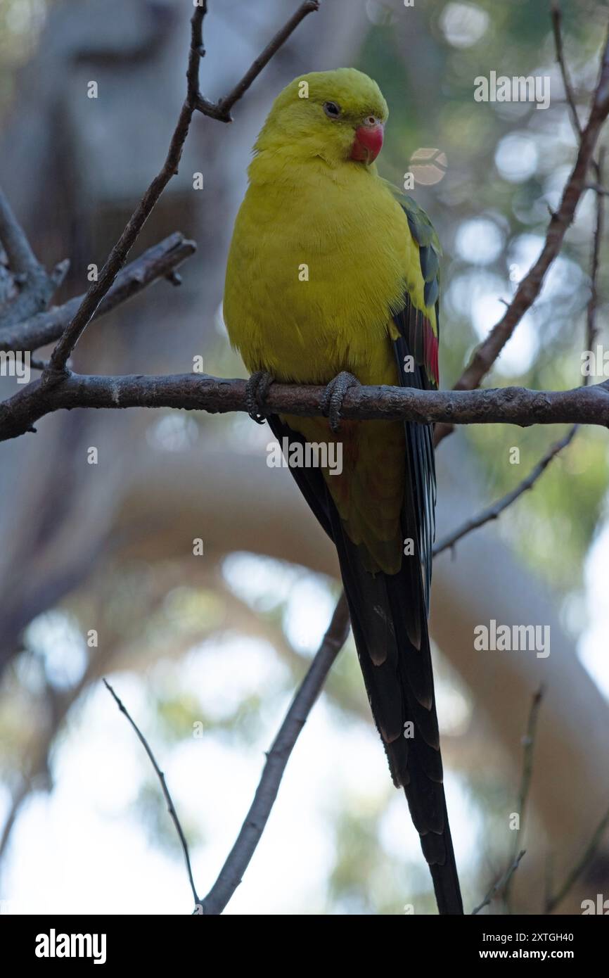 The female regent parrot is all light green. It has yellow shoulder ...