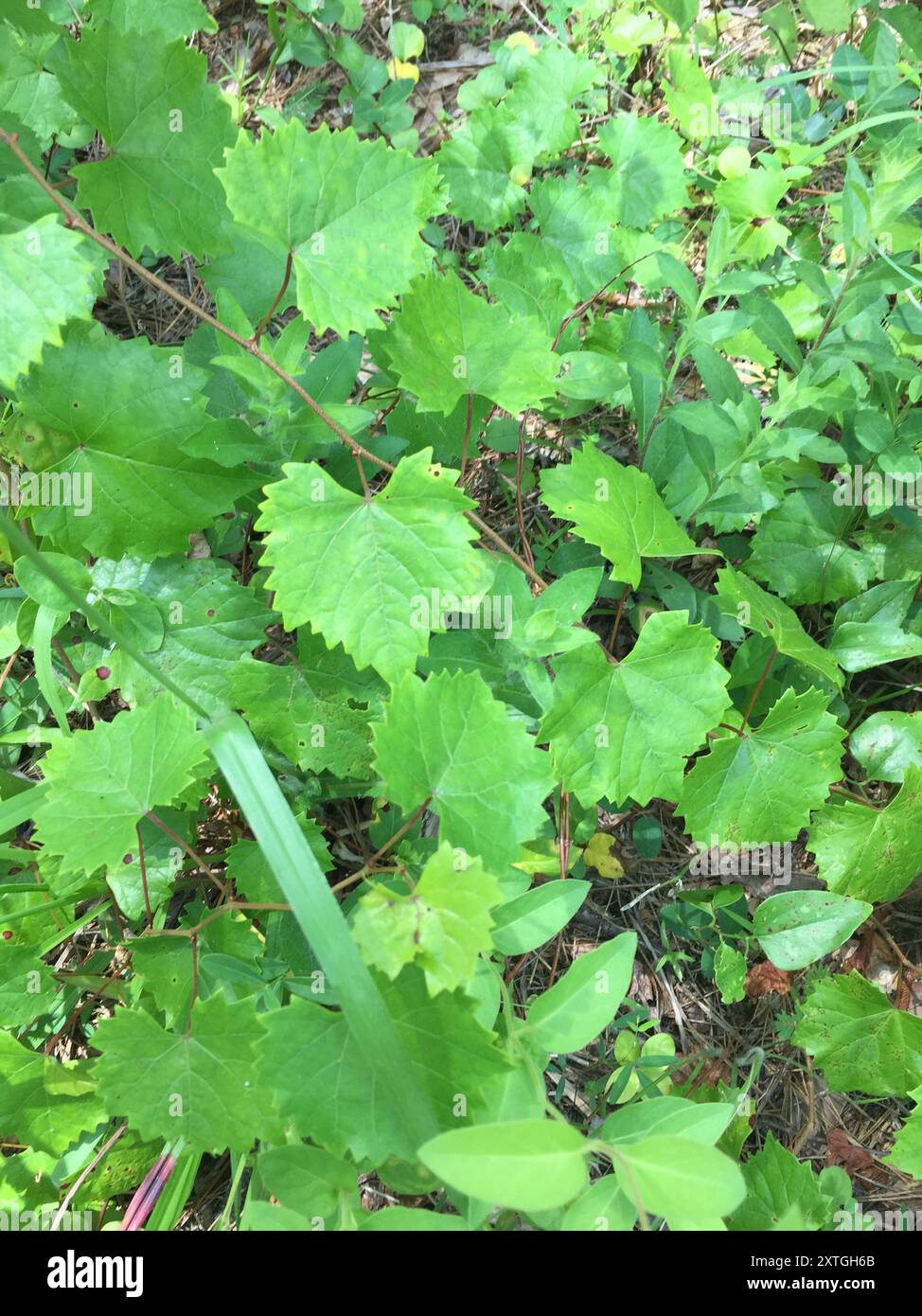 Paspalum laeve hi-res stock photography and images - Alamy