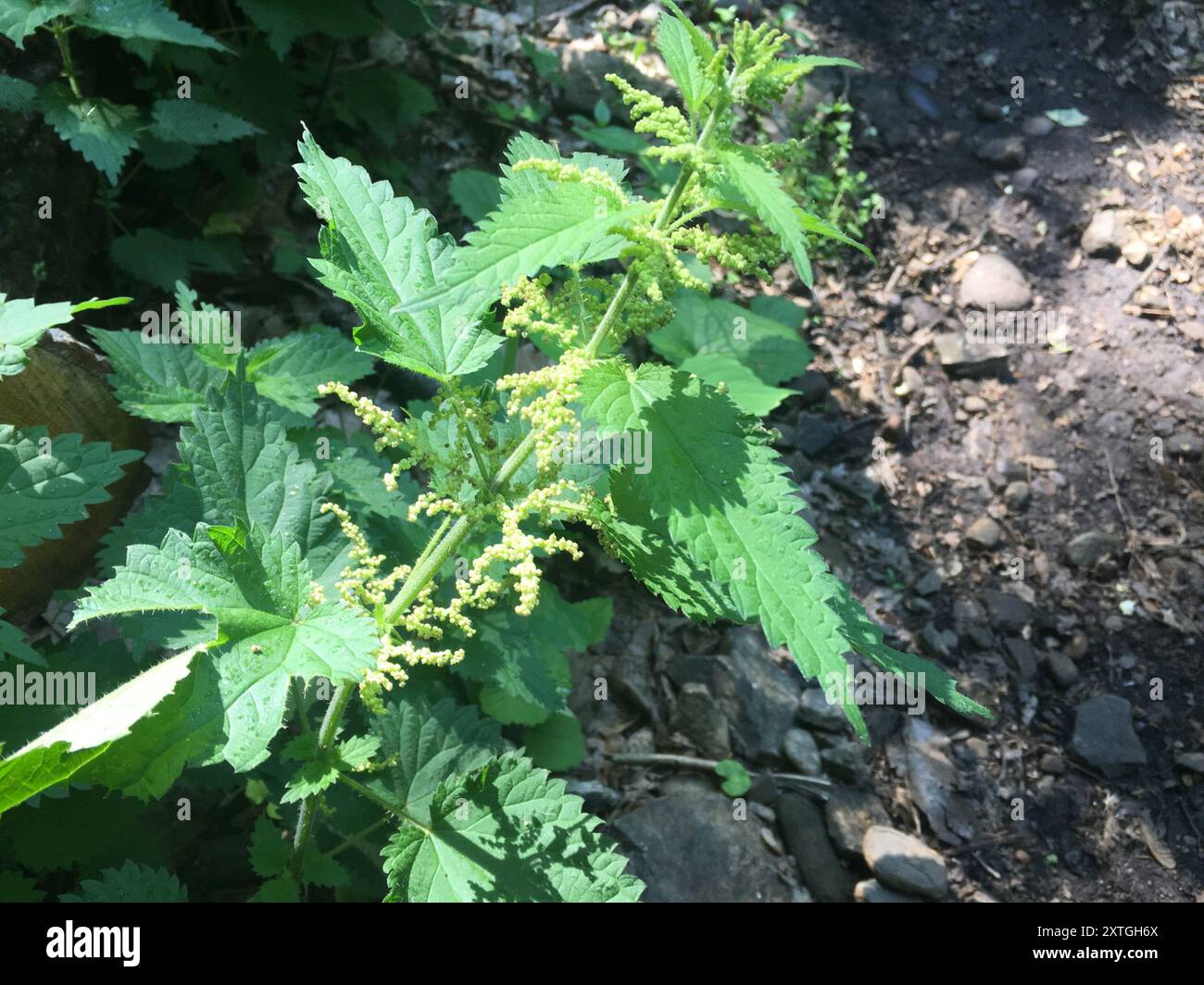 great stinging nettle (Urtica dioica) Plantae Stock Photo - Alamy