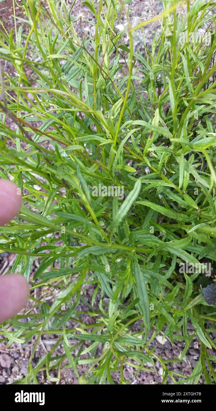 Senecio madagascariensis hi-res stock photography and images - Alamy