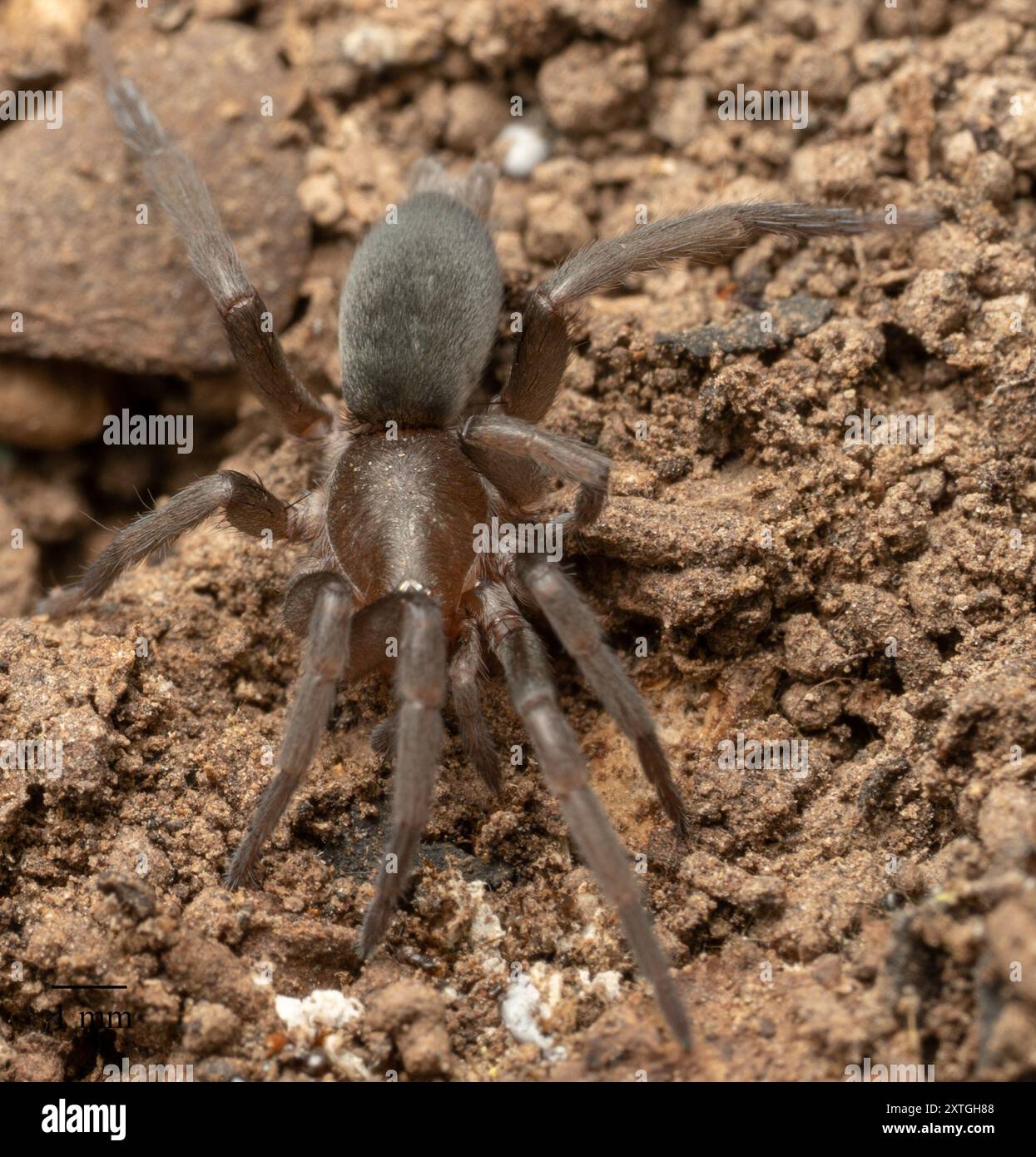 Stealthy Ground Spiders (Gnaphosidae) Arachnida Stock Photo - Alamy
