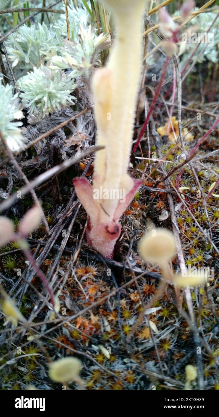 clustered broomrape (Aphyllon fasciculatum) Plantae Stock Photo - Alamy
