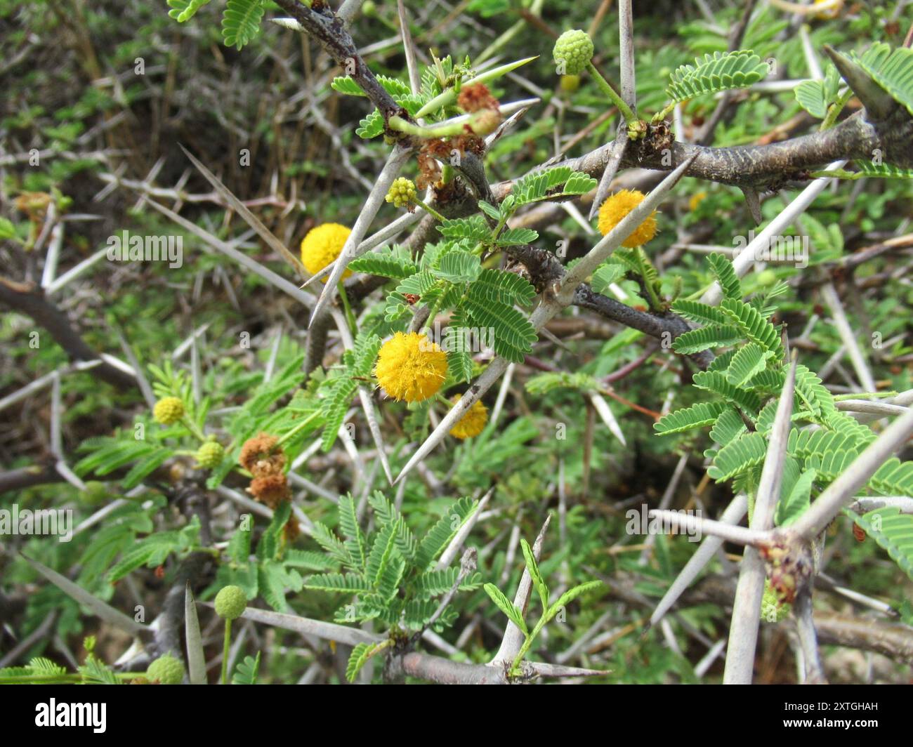 twisted acacia (Vachellia tortuosa) Plantae Stock Photo - Alamy