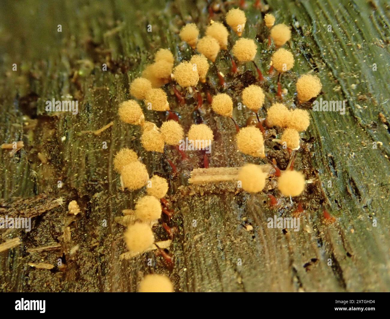Push Pin Slime Mold (Hemitrichia calyculata) Protozoa Stock Photo - Alamy