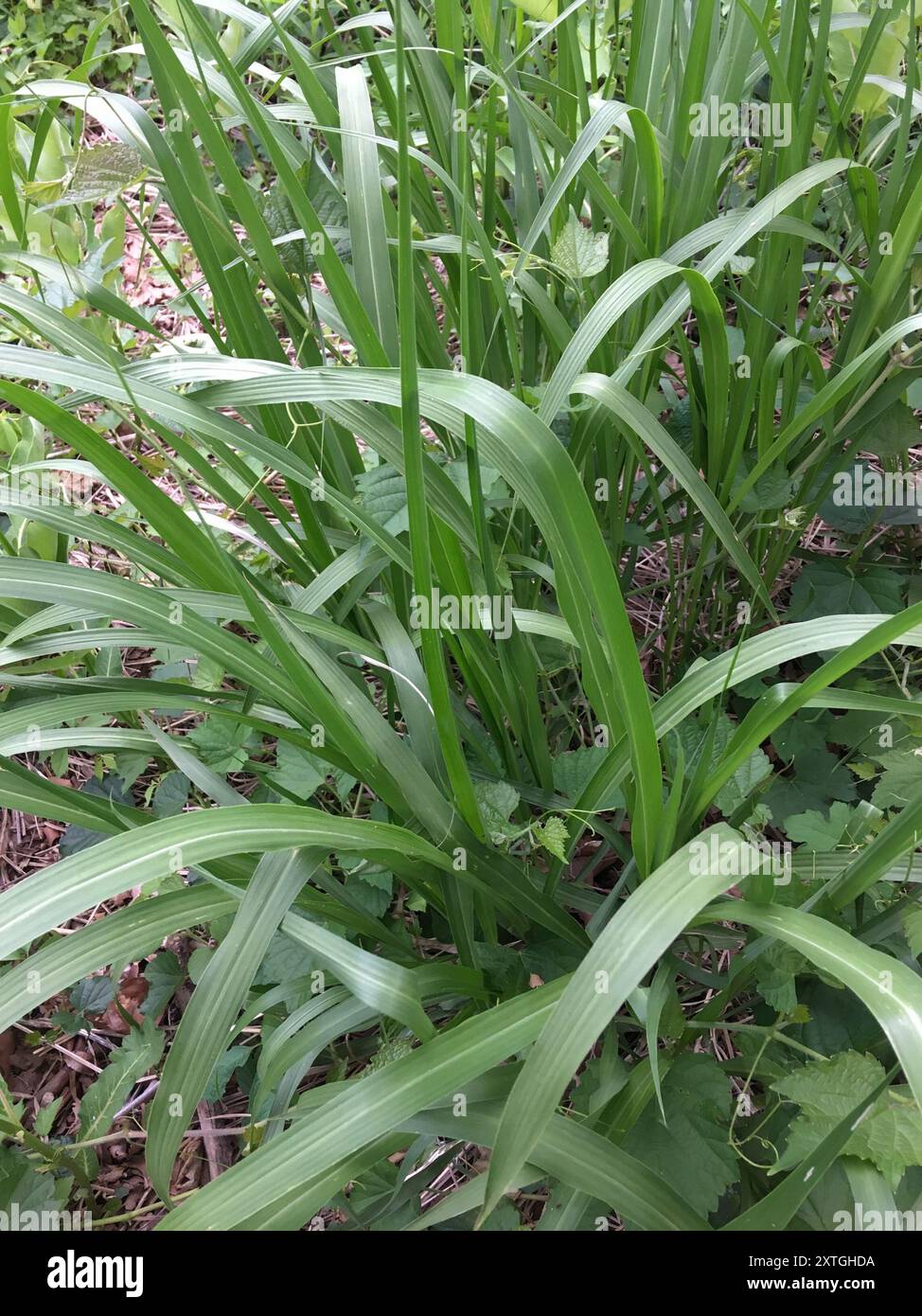 eastern gamagrass (Tripsacum dactyloides) Plantae Stock Photo - Alamy