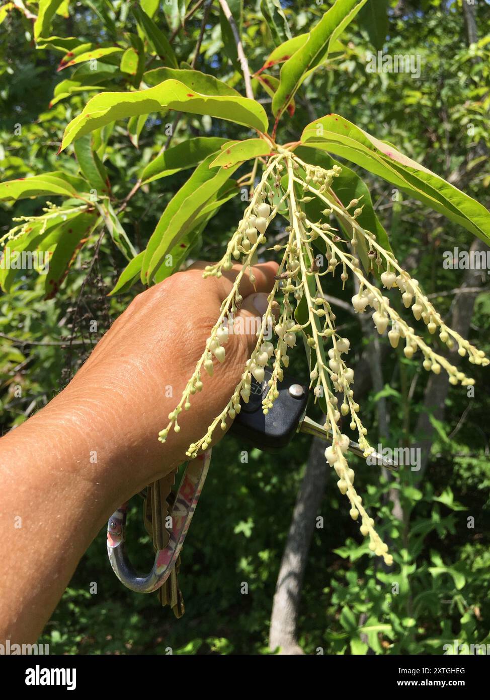 sourwood (Oxydendrum arboreum) Plantae Stock Photo - Alamy