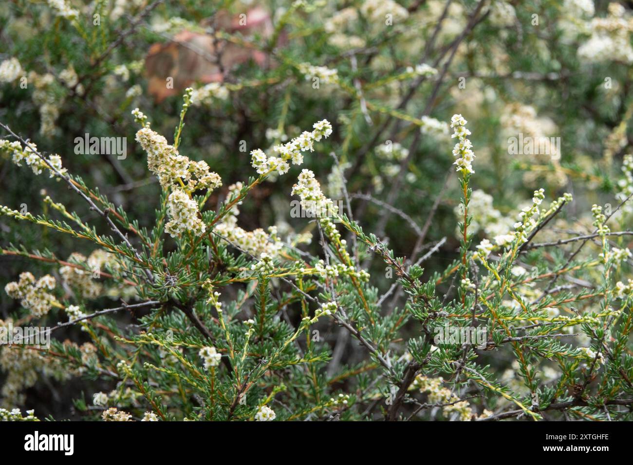 chamise (Adenostoma fasciculatum) Plantae Stock Photo - Alamy