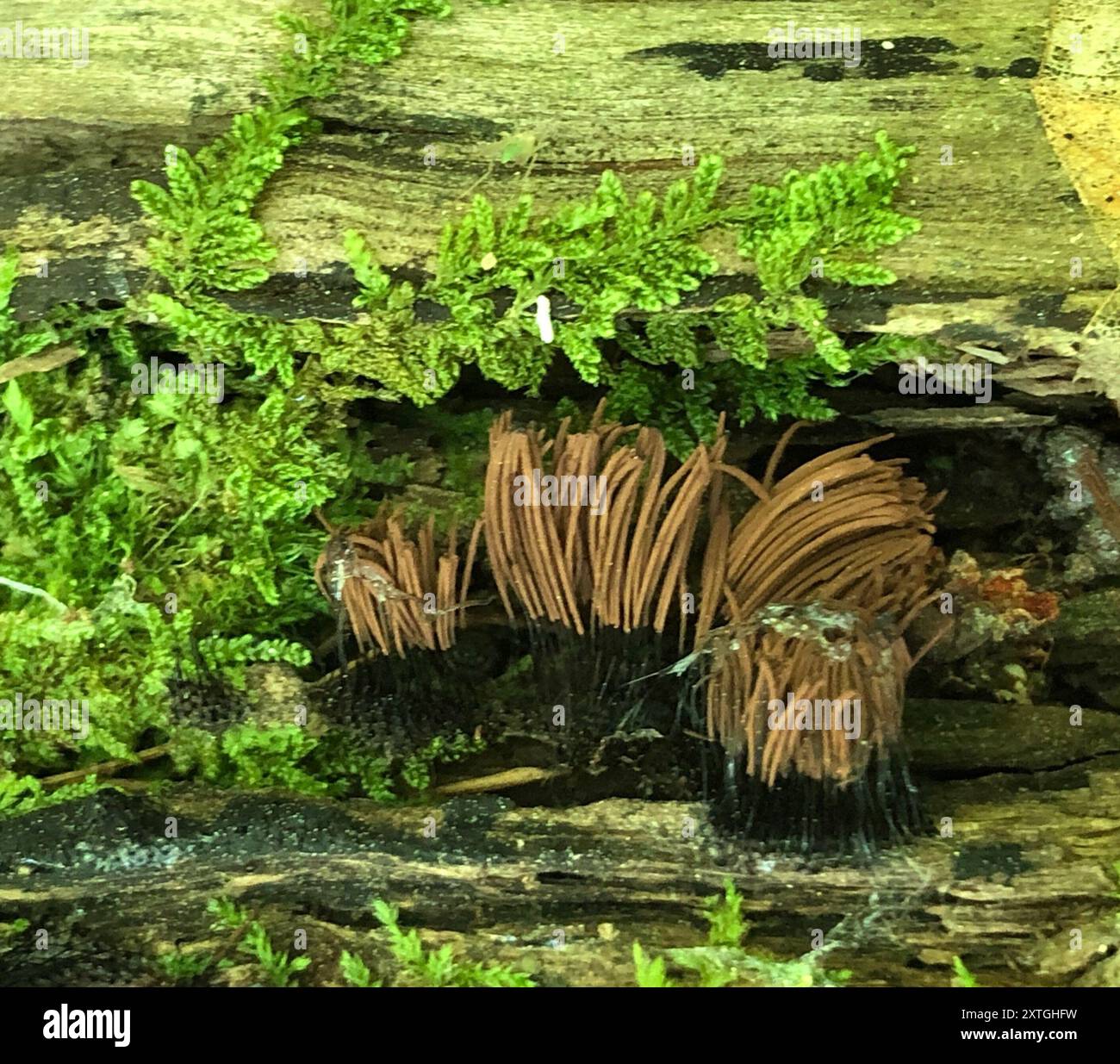 Chocolate Tube Slimes (Stemonitis) Protozoa Stock Photo - Alamy