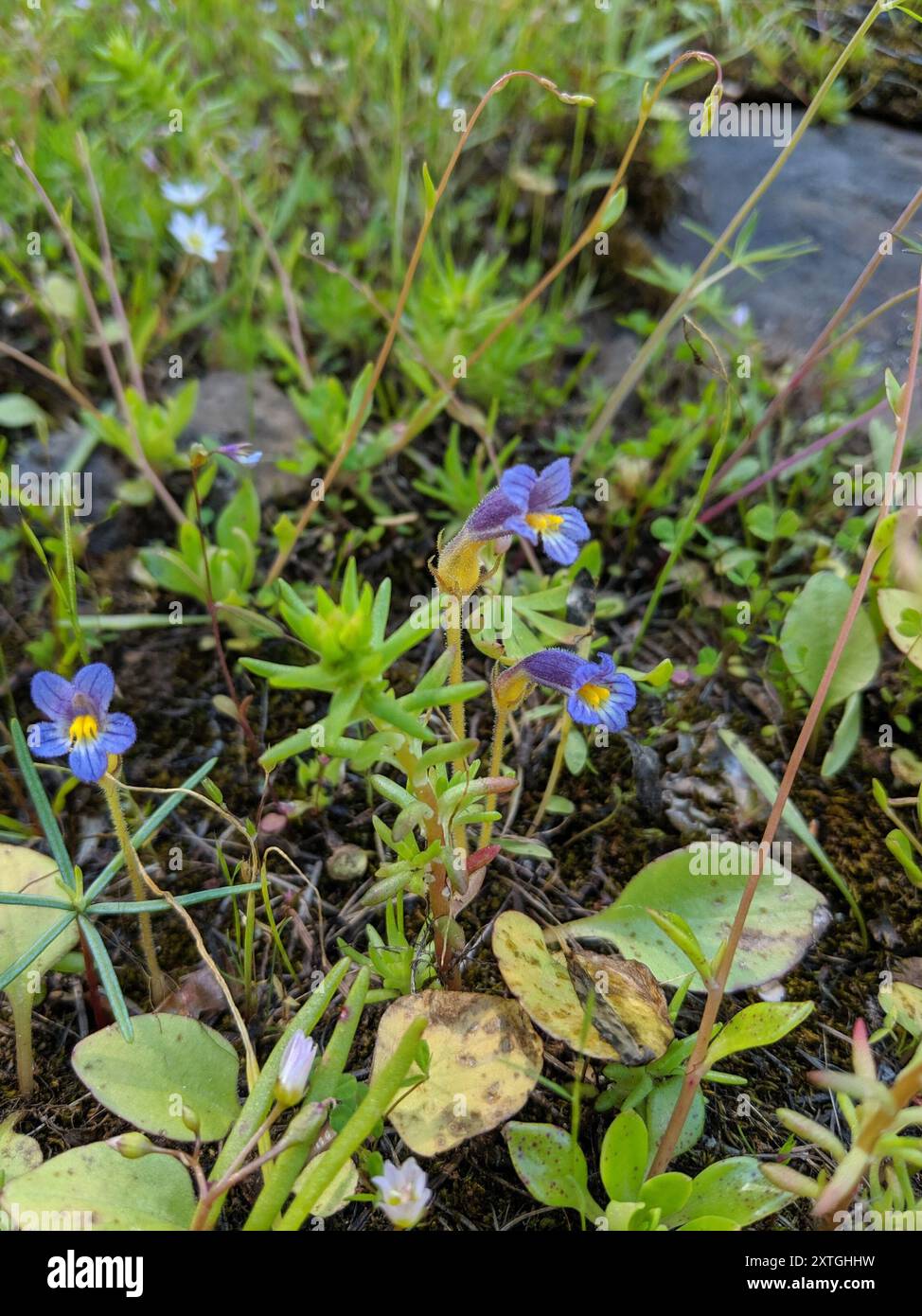 oneflower broomrape (Aphyllon purpureum) Plantae Stock Photo - Alamy