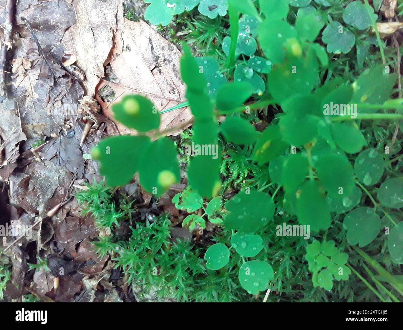 Puccinia fungi hi-res stock photography and images - Alamy